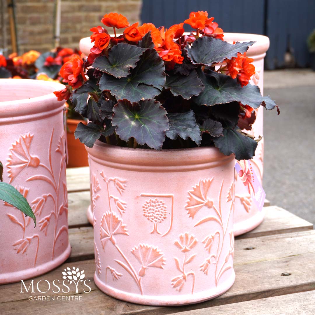 RHS Collection – Mossys Garden Centre