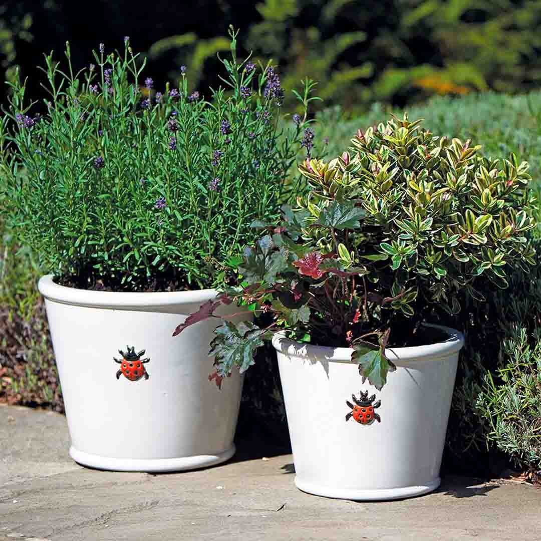 Insect Collection – Mossys Garden Centre