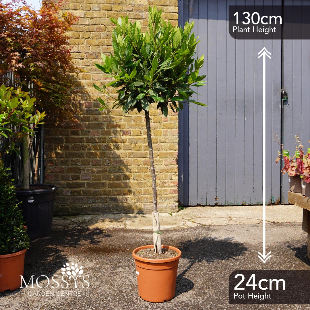 Premium Bay Trees (60cm - 130cm) – Mossys Garden Centre