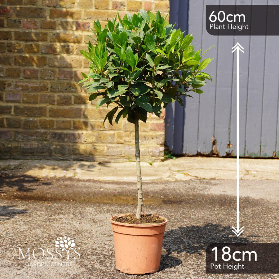 Premium Bay Trees (60cm - 130cm) – Mossys Garden Centre
