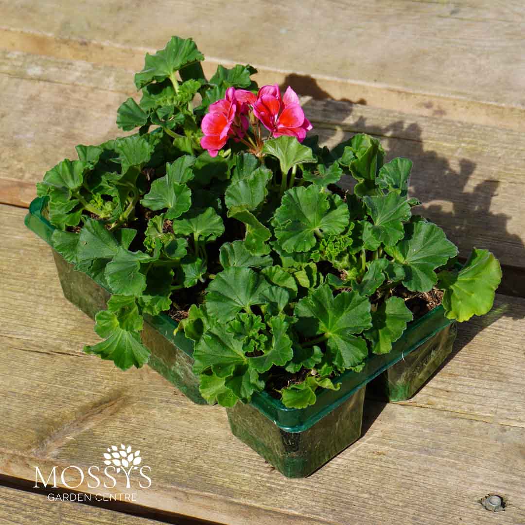 Premium Jumbo Geraniums 6 Pack 'Pink Bi Colour' (JUMBO Pack Multi-Buy ...
