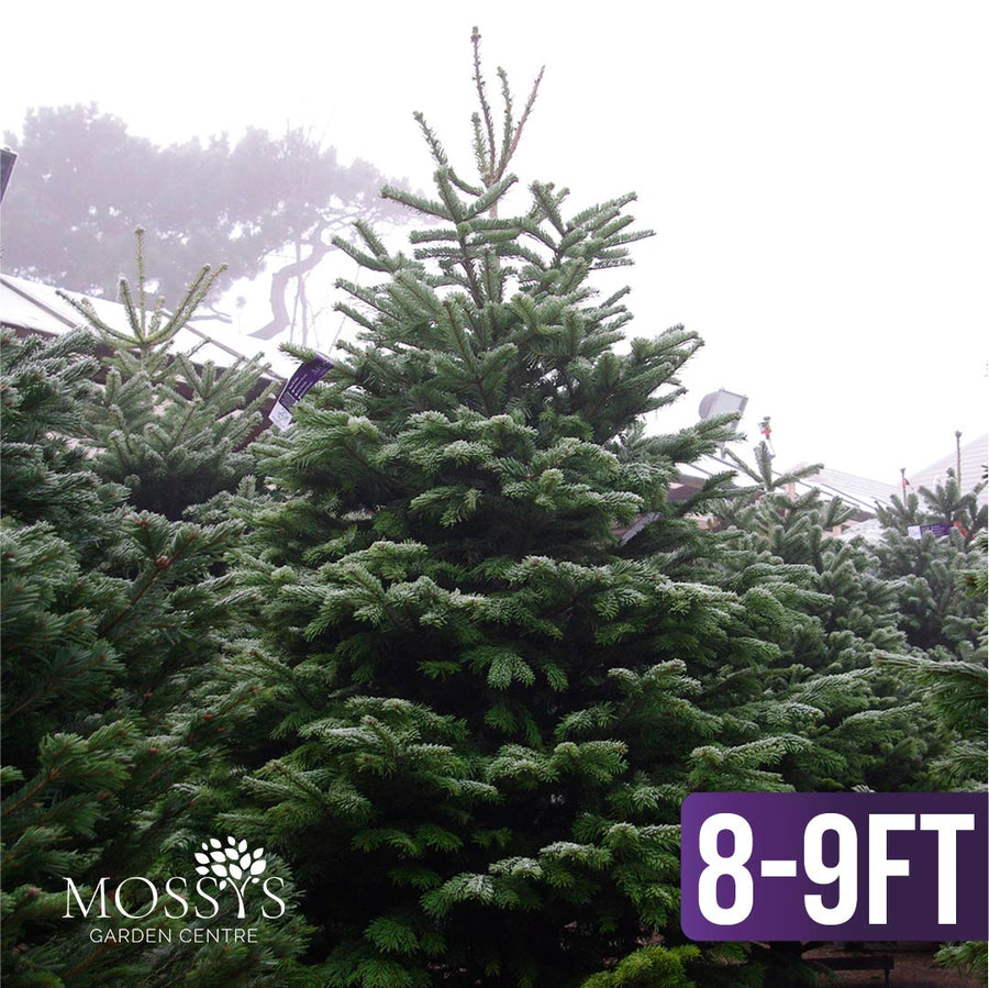 8-9ft (243-274cm) Non-Drop Nordmann Fir Tree – Mossys Garden Centre