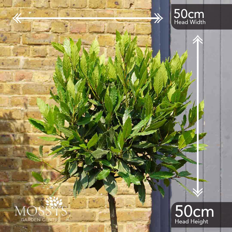 Premium Bay Trees (60cm - 130cm) – Mossys Garden Centre