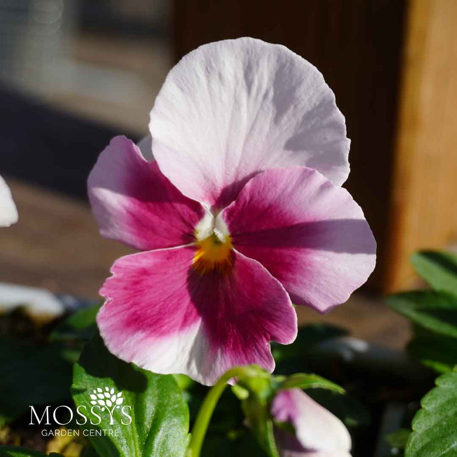 Beacon Rose Pansy 6 Pack | Pink Winter Flowers – Mossys Garden Centre