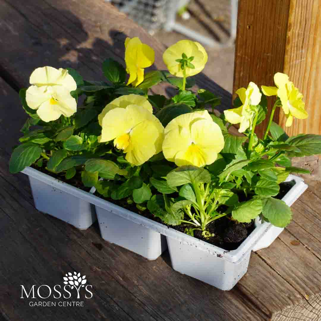 Primrose Pansy 6 Pack | Pastel Shades of Yellow & Cream – Mossys Garden ... Primrose Pansy 6 Pack | Pastel Shades of Yellow & Cream – Mossys Garden ...