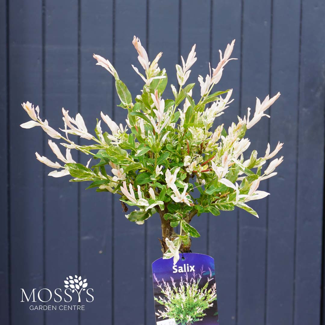 Salix Integra 'Hakuro Nishiki' (130cm) – Mossys Garden Centre