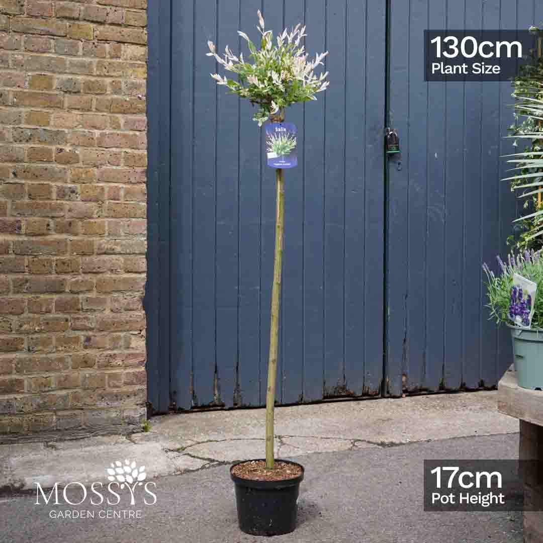 Salix Integra 'Hakuro Nishiki' (130cm) – Mossys Garden Centre