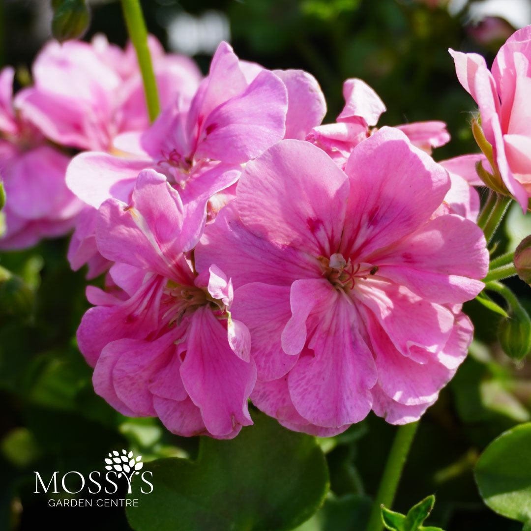 Premium Trailing Geraniums 6 Pack 'Double Pink' (JUMBO PACK) – Mossys ...