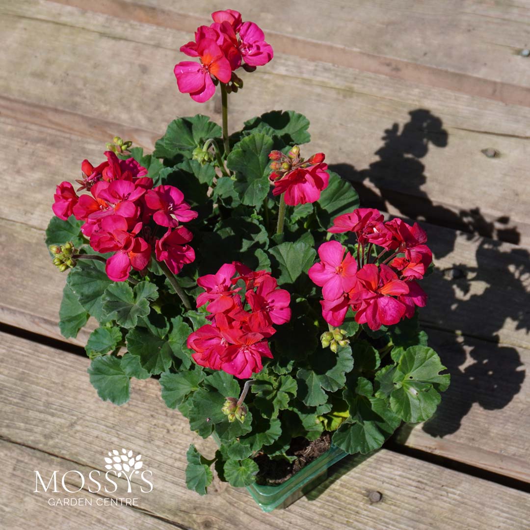 Premium Jumbo Geraniums 6 Pack 'Violet' (JUMBO Pack Multi-Buy Mix & Ma ...