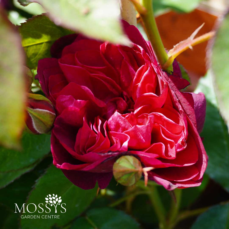 David Austin Bush Roses (70cm) – Mossys Garden Centre