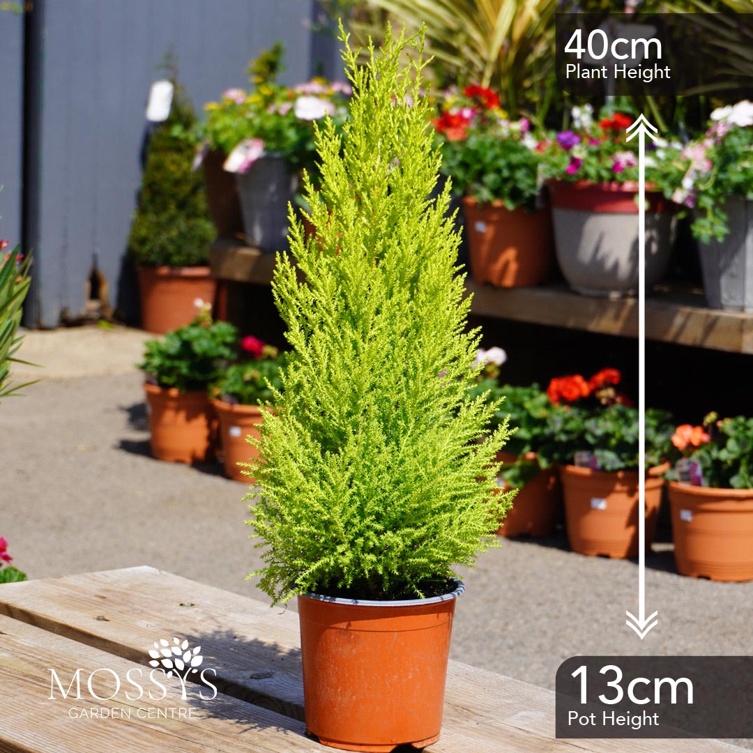 Cupressus Macrocarpa 'Gold crest' (50cm) – Mossys Garden Centre