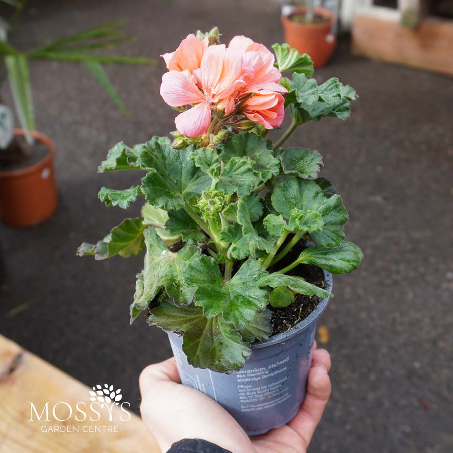 Geraniums (20cm) – Mossys Garden Centre