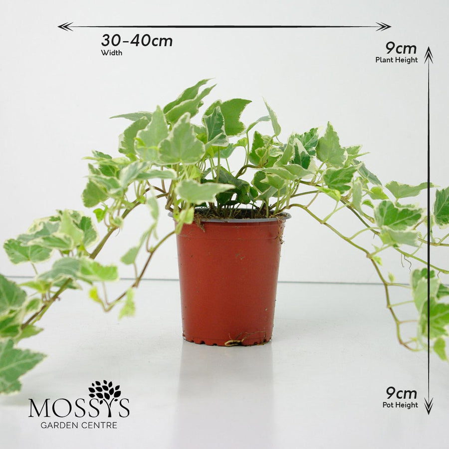 Trailing Ivy (19cm) – Mossys Garden Centre