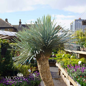 Yucca Rostrata 'Blue Swan' 170cm – Mossys Garden Centre