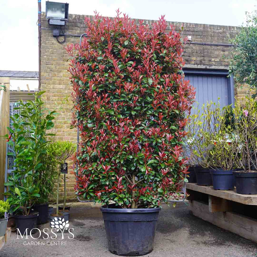 Photinia 'Red Robin' (110cm) – Mossys Garden Centre
